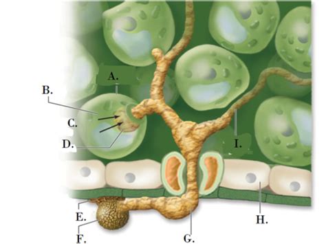 Microbial Eukaryotes And Fungi Flashcards Quizlet