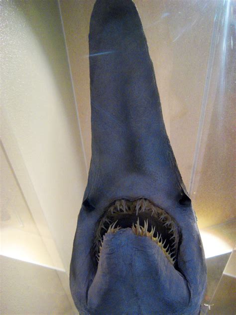 Goblin Shark The Pink Slingshot Jawed Living Fossil We Love Sharks