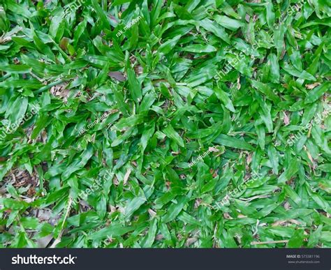Broad Leaf Grass