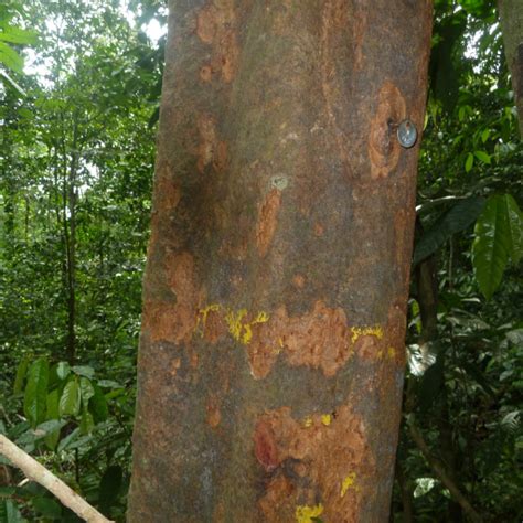 Inga Alba Plant Care And How To Grow Water