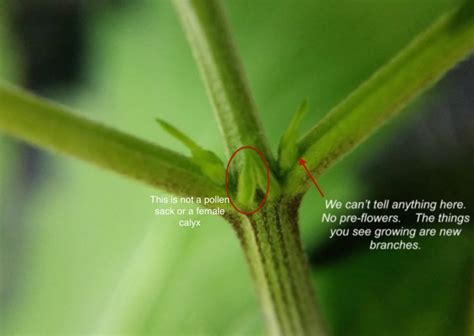 Sexing Pre Flowers Hermies Nanners Sinsemilla Cloning For Sex All Explained By TheCapn