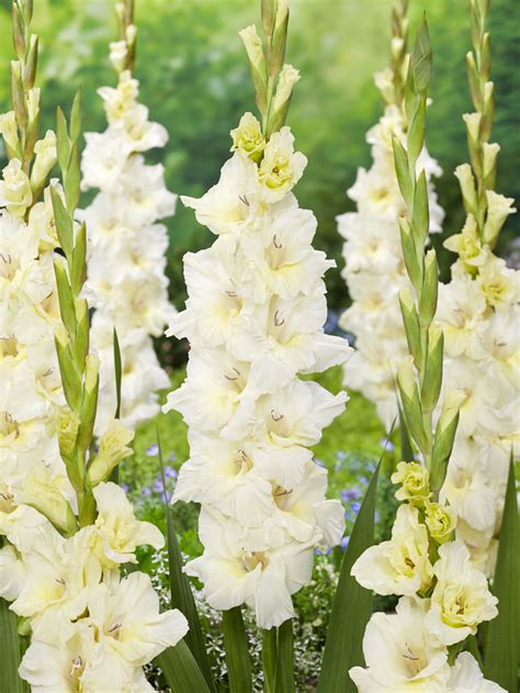 Gladiolus Ivory Priscilla - Vigo Gladiolus