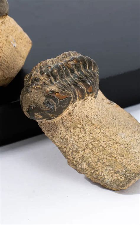 Trilobite Fossils Divination Tools Witchcraft Supplies