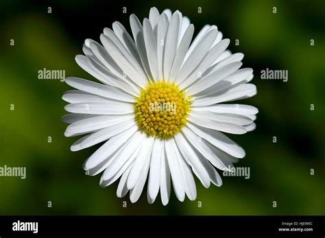 closeup flower plant small tiny little short dapper accosting