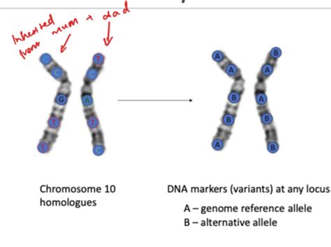 L4 Chromosome Microarray Analysis Flashcards Quizlet