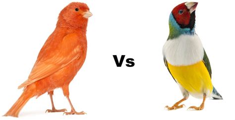 Finch Vs Canary Bird Differences Petsoid