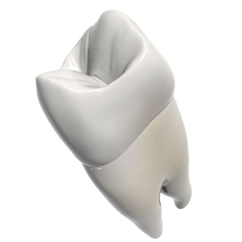 Lower First Premolar 3d Model 18 Max Free3d