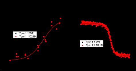 The Effect Of The D219v Tpm Mutation On The Tpm Affinity For F Actin