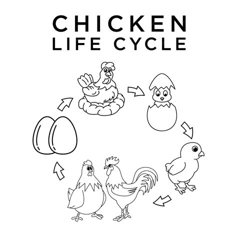 Premium Vector Cute Chicken Life Cycle Cartoon Characters Vector