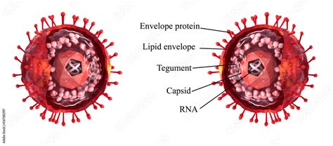 Medical Background Realistic 3d Structure Diagram Of A Virus Text