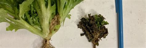 Strategies To Control Pythium Wilt Of Lettuce Uc Agriculture And