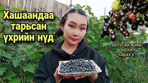 Хашаандаа тарьсан ҮХРИЙН НҮД💚 Youtube