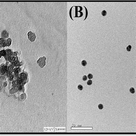 Surface Morphology Determination Of Cs Nps A And Cur Nps B By Sem