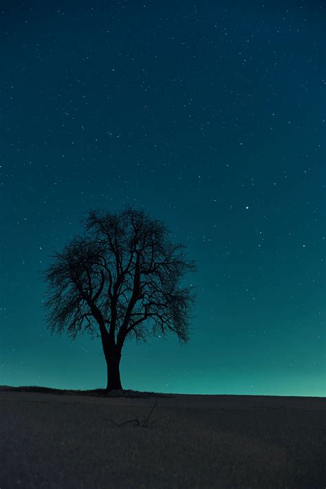 Night Tree Wallpapers 4k HD Night Tree Backgrounds On WallpaperBat