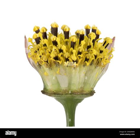 Mexican Aster Cosmos Bipinnatus Bracts Pistils Pollen Leaves Central America Germany