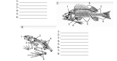 Практична робота Порівняння будови скелета хребетних тварин 7 клас Інші методичні матеріали
