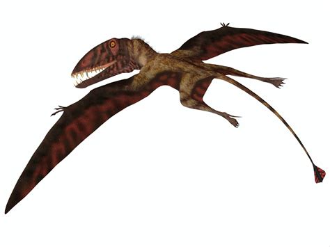 Dimorphodon Facts And Figures