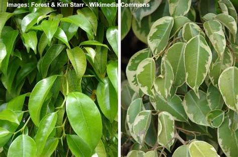 Different Types Of Ficus Plants