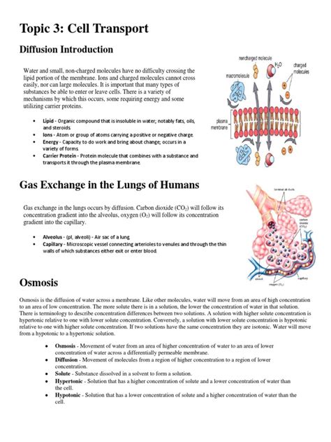 Cellular Transport Notes Pdf Cell Membrane Osmosis