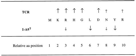 Minimal T Cell Epitope Hel 12 M 21 R Showing Tcr Contact Residues Download Scientific