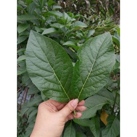 Fresh Bitter Leaf For Africa Foods 1kg 250฿ Shopee Thailand