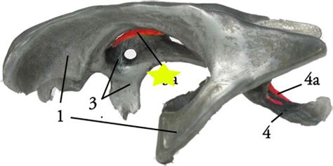 Plexuses Flashcards Quizlet