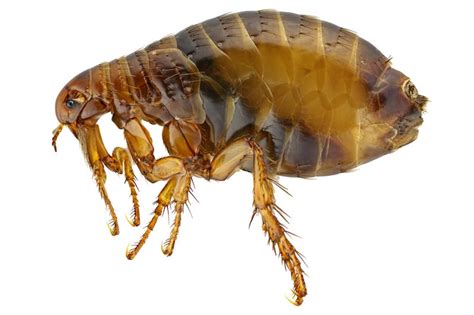 Types Of Fleas Learn About Different Flea Species In The Usa Fleabites