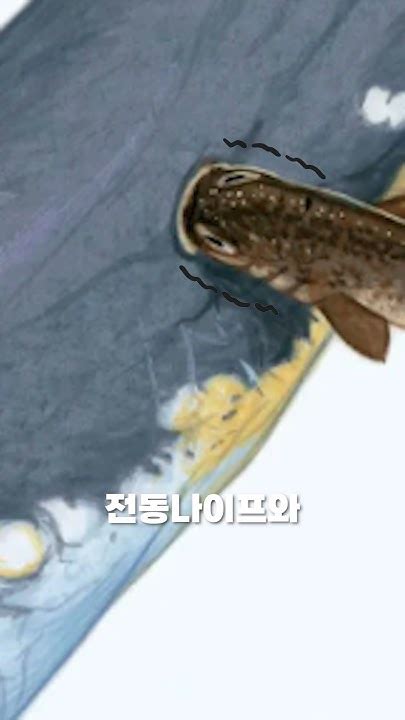 어부들이 세상에서 가장 싫어하는 상어 Youtube