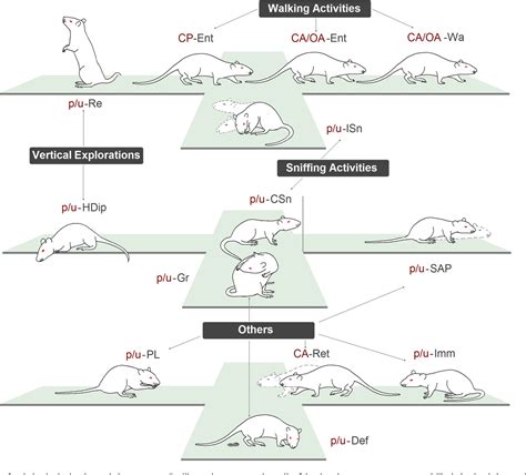 Figure 2 From Temporal Structure Of The Rats Behavior In Elevated Plus Maze Test Semantic Scholar