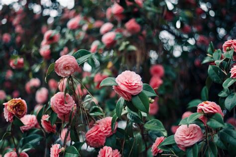 경치 계절 관목 관상용 식물 꽃 꽃무늬 꽃밭 꽃이 만개한 꽃잎 나뭇잎 다년생 식물 다채로운 동백 나무 동백꽃 봄 분홍색 분홍색 꽃잎 선명한