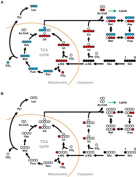 Frontiers Glutamine Metabolism In Both The Oxidative And Reductive