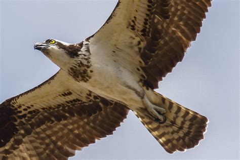 Ospry | David Fay | Flickr