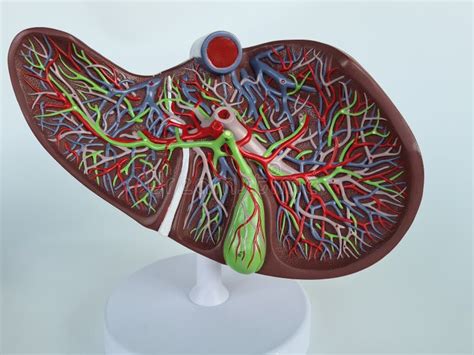 Human Liver Anatomy Closeup Realistic Anatomy Structure Of Liver Organ
