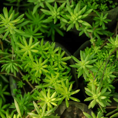 18 Beautiful Light Green Plants With Pictures Ai Garden Composer