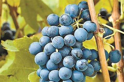 Основни сортове грозде у нас Български Фермер