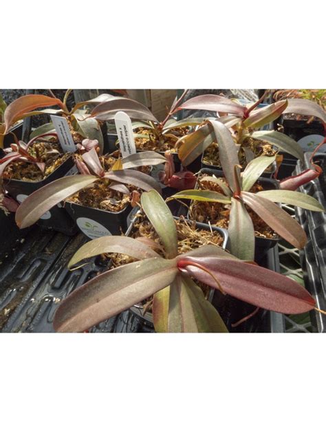 Buy Nepenthes Rebecca Soper 25 Inces Online Botanix Jardin Lauzon