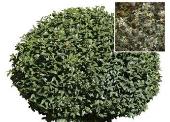 Osmanthus Burkwoodii Boule 50 55 Cm Central Jardin