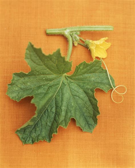 Melon Leaf Amy Goldman Fowler