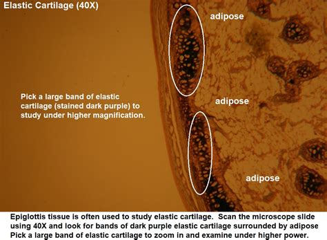Elastic Cartilage Under Microscope