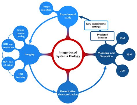 Image Based Systems Biology Leibniz Hki