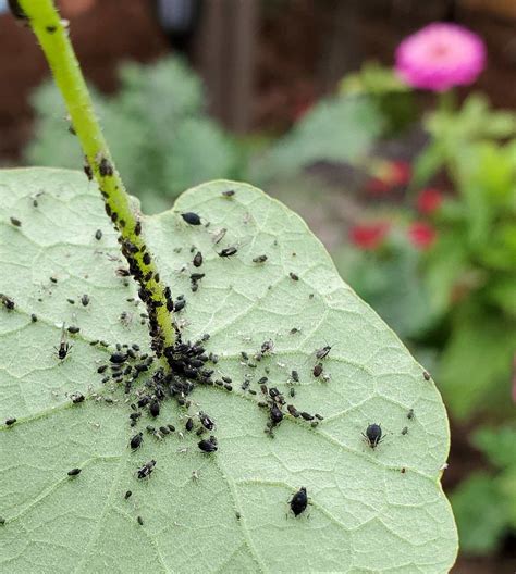 Organic Aphid Control 9 Ways To Get Rid Of Aphids ~ Homestead And Chill