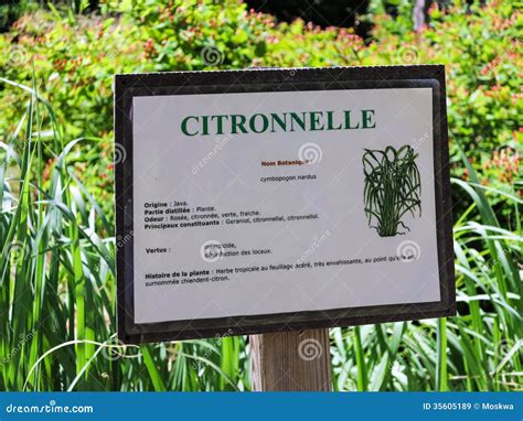 Lemon Grass Citronnelle Plant Stock Image Image Of Medicine Citron