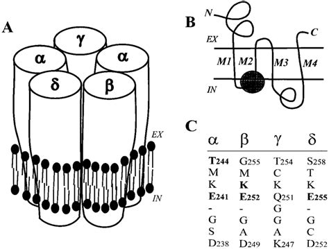 Schematic Representation Of The Muscle Type Ach Receptor A The Download Scientific Diagram
