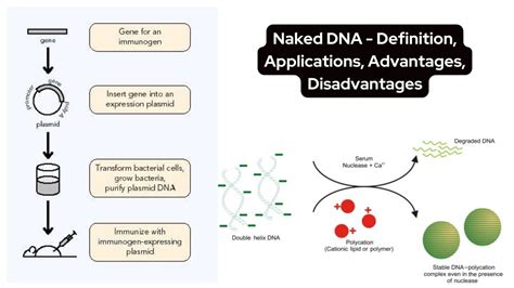 Various Model Of Replication Theta Rolling Circle And Linear DNA Replication Biology Notes