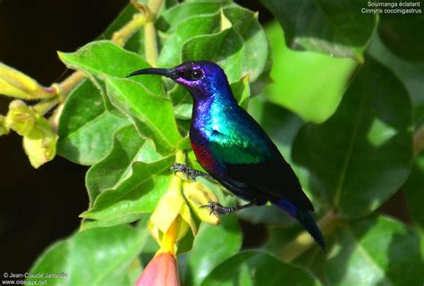 Splendid Sunbird Cinnyris Coccinigastrus Male Adult Jcja116557