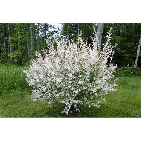 Ива цельнолистная Хакуро-Нишики (Salix Integra Hakuro-Nishiki) С2 ...