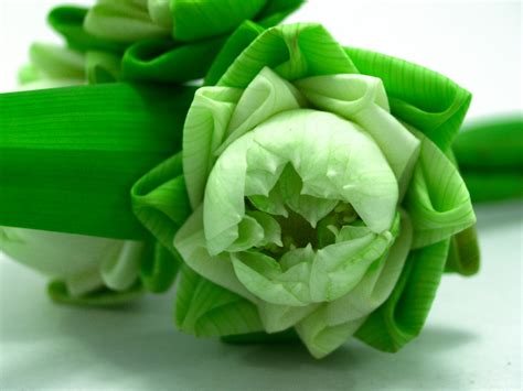 무료 이미지 꽃잎 로터스 아름다운 배경 녹색 봄 식물학 백합 시즌 아름다움 자연스러운 못 화이트 정원 식물의 아시아 플로라 수련 이국적인