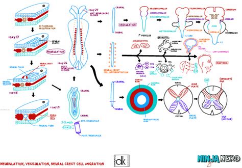 Neurulation Vesiculation Neural Crest Cell Migration 1 Atf Pdf