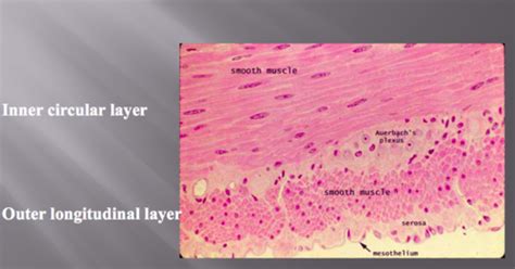 Smooth Muscle Slide Labeled