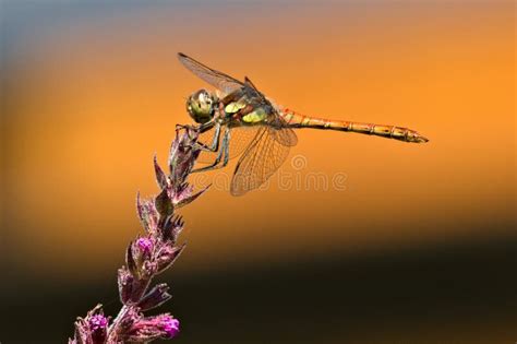 Common Darter Dragonfly Is Resting On Violet Flower Stock Image